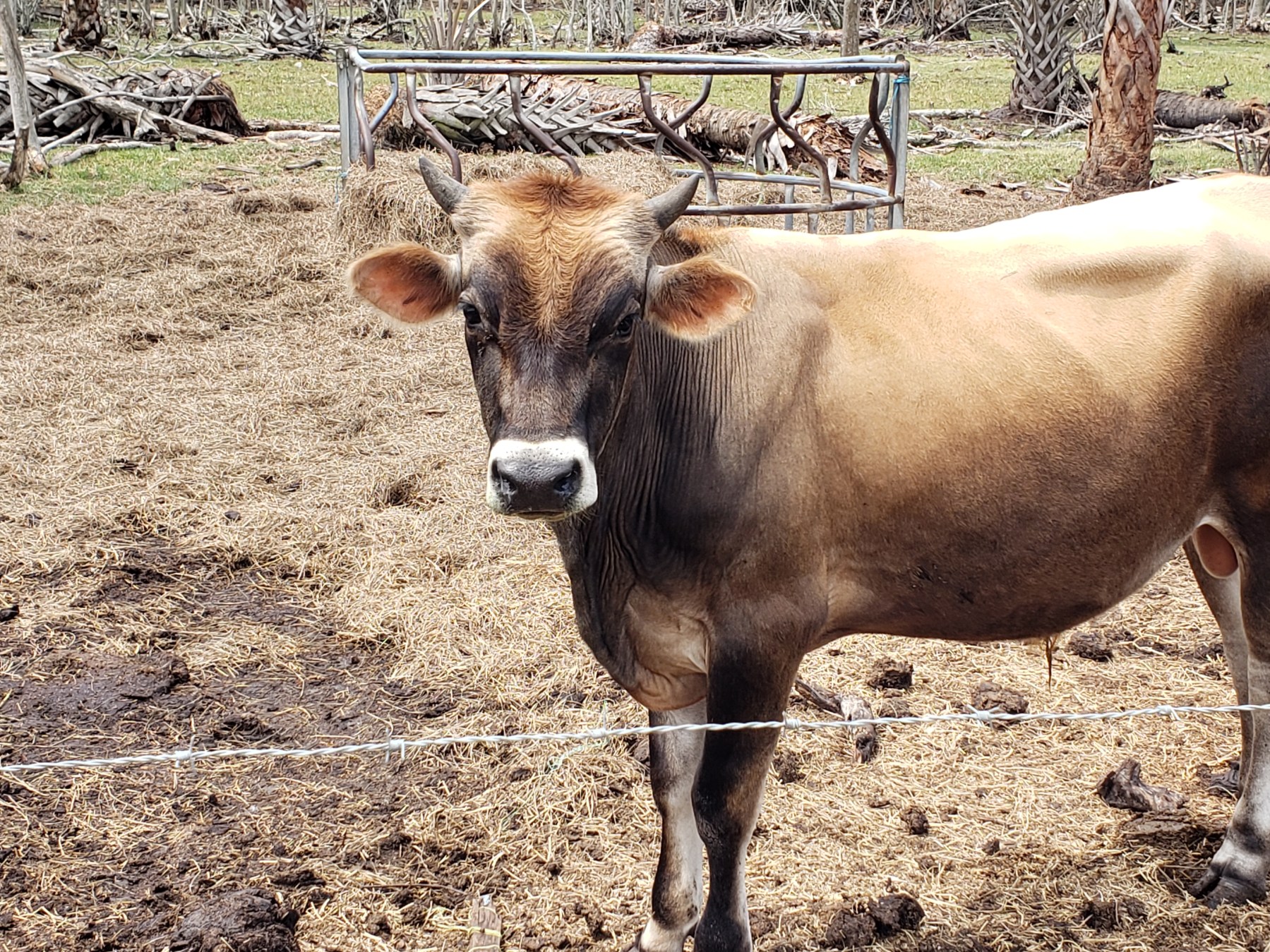 Leave the Horn to Your Car – Why Cattle are Dehorned